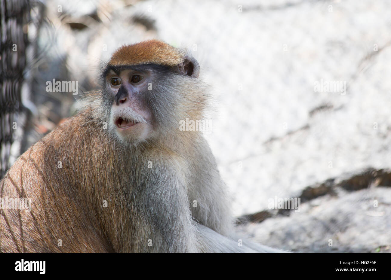 Patas monkey, also called a military monkey and the red guenon, looking ...