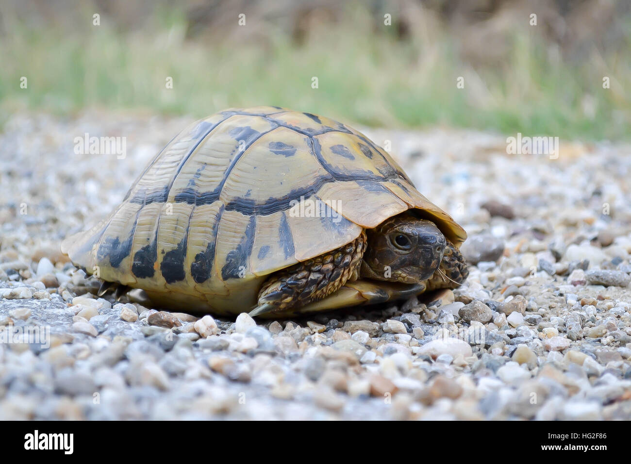 Turtle macro hi-res stock photography and images - Alamy