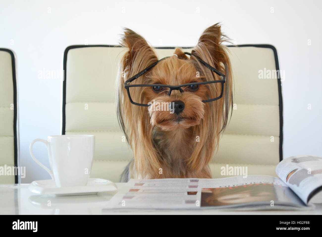 Dog Reading Newspaper High Resolution Stock Photography and Images - Alamy