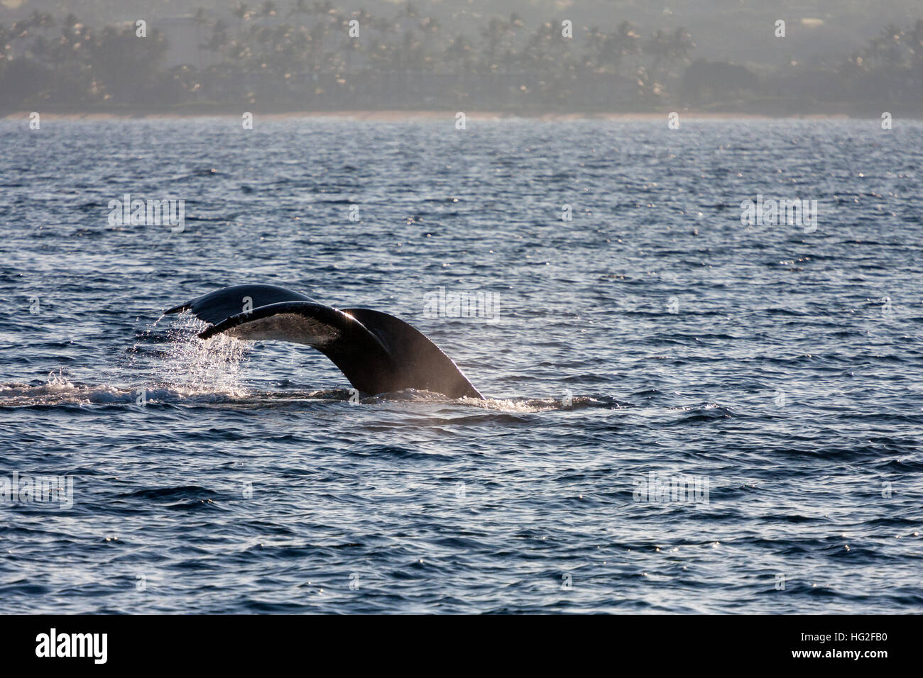 Humpback whale tail slapping hi-res stock photography and images - Alamy