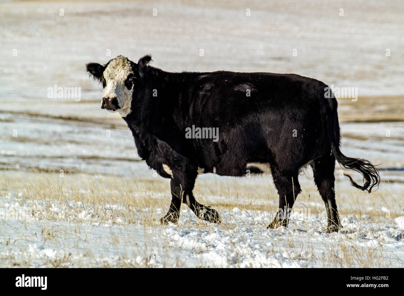 Black Baldy Cow Calf