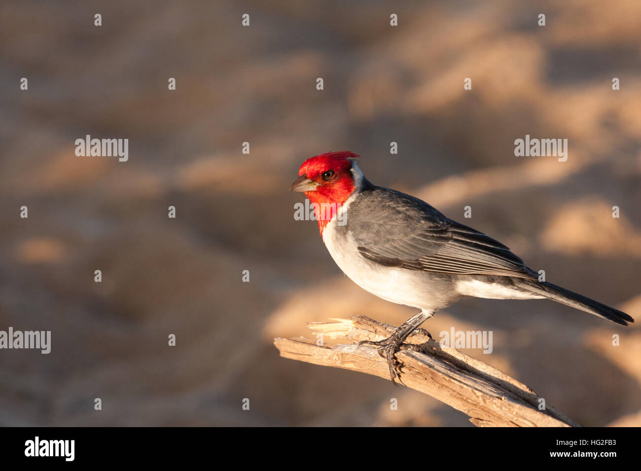 Red Crested Cardinal, Maui, Hawaii Stock Photo - Alamy
