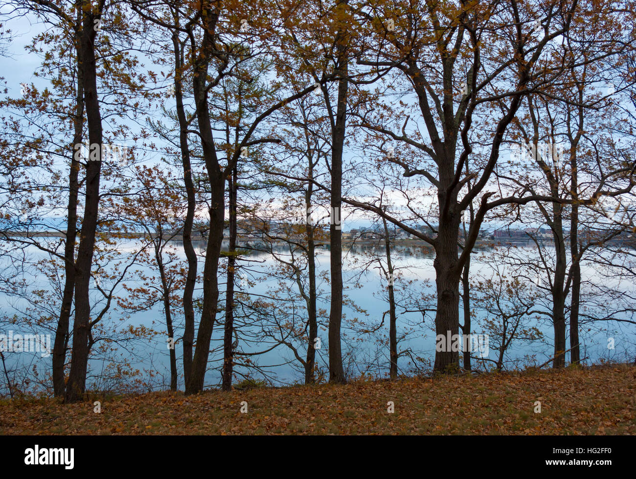 The tree-lined shore of the Weir River estuary, with Hull waterfront ...