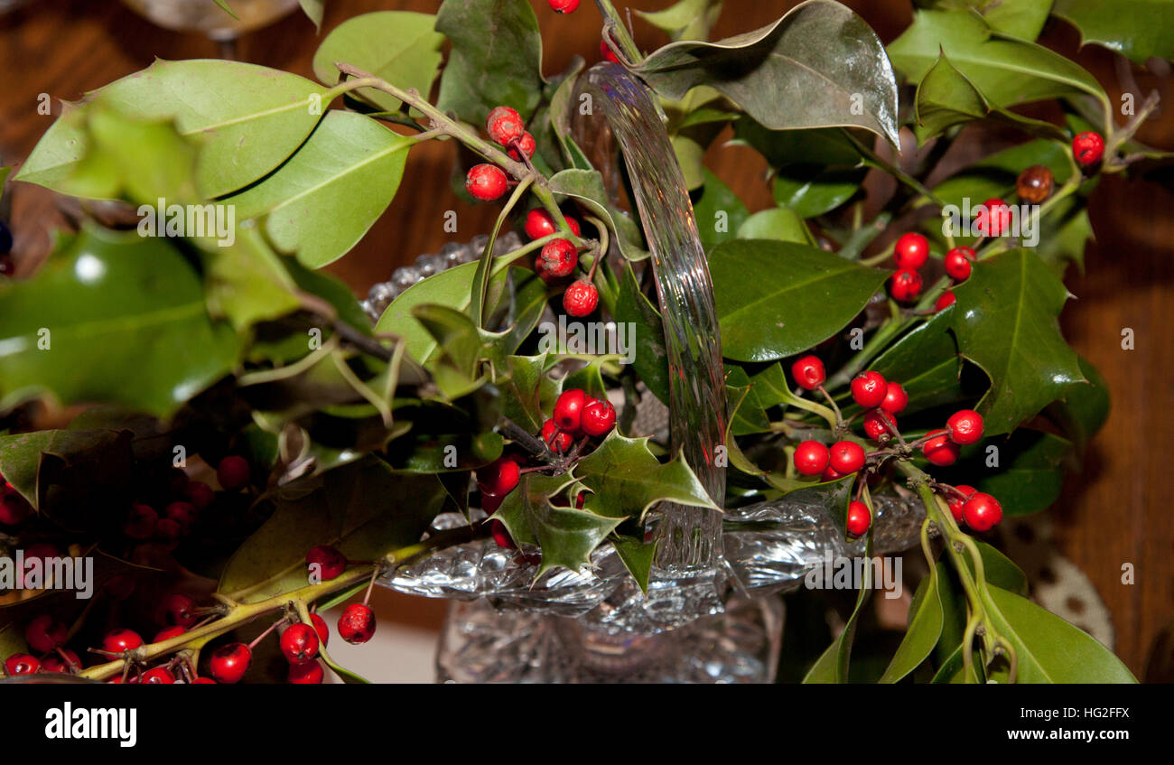 Sprigs of holly hi-res stock photography and images - Alamy