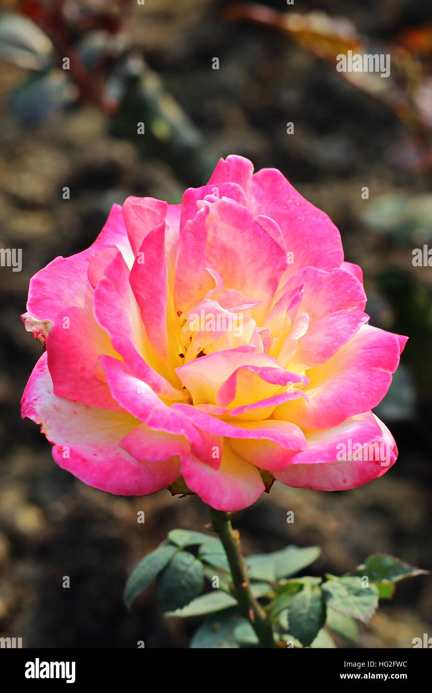 Rose Gold Vector Stock Photos & Rose Gold Vector Stock Images - Alamy