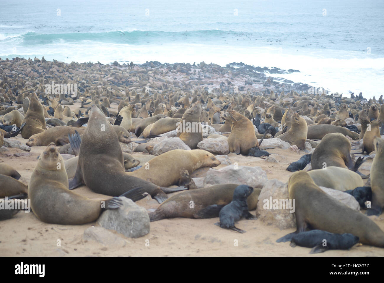 Seals at Cape Cross, Namibia Stock Photo - Alamy