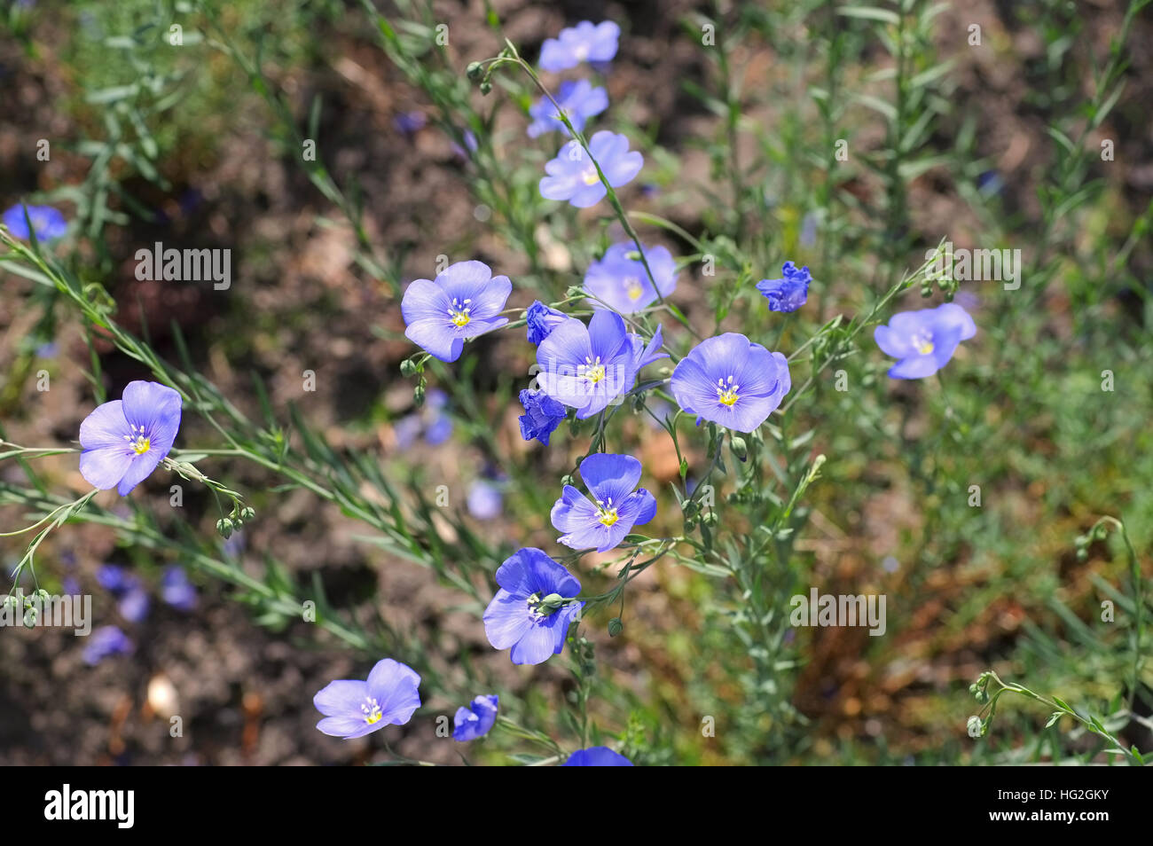 Flax plant hi-res stock photography and images - Alamy