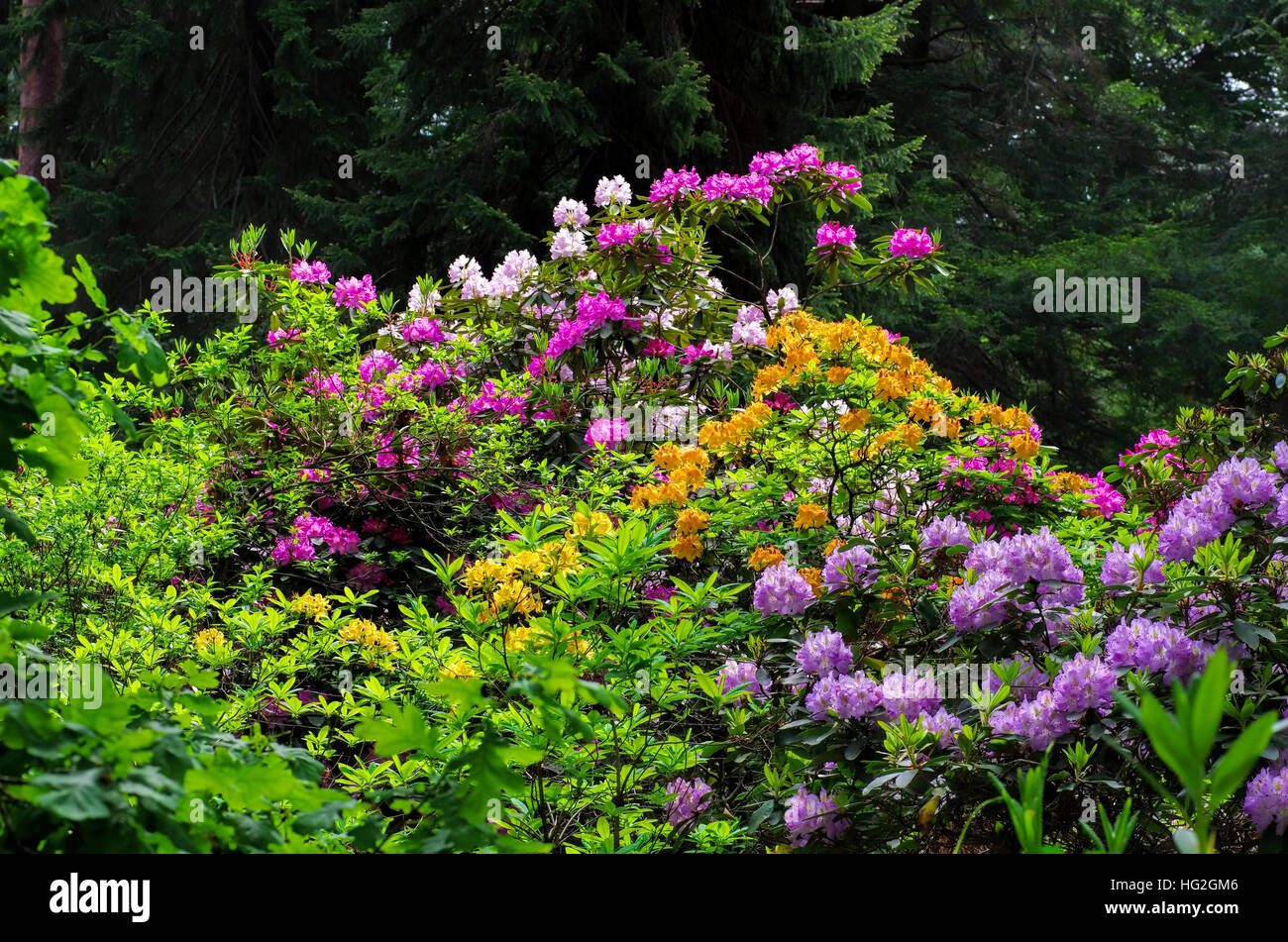 Rhododendron im Frühling - many Rhododendron plants in spring Stock ...