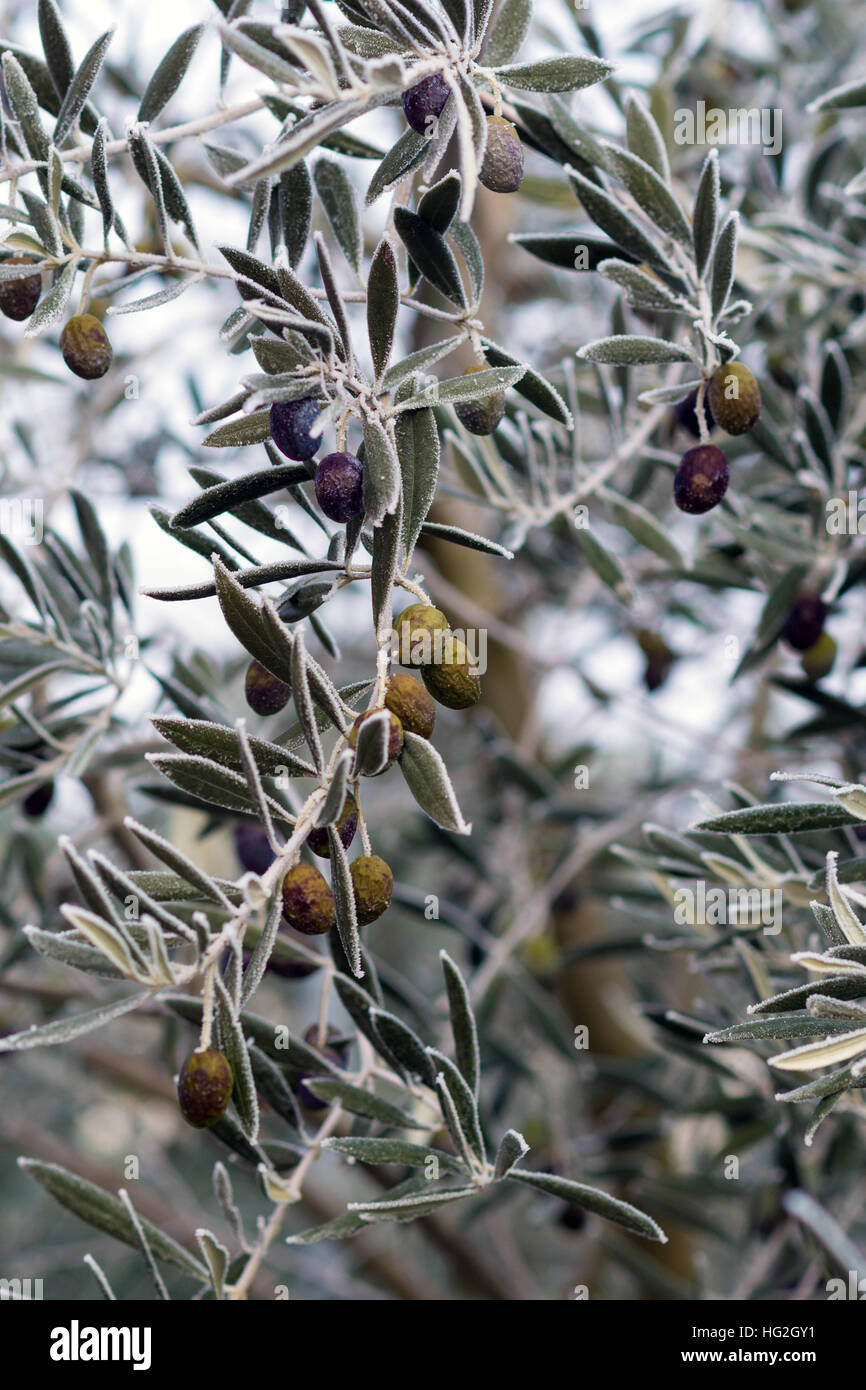 Olives covered with frost on the branch of an olive tree Stock Photo ...