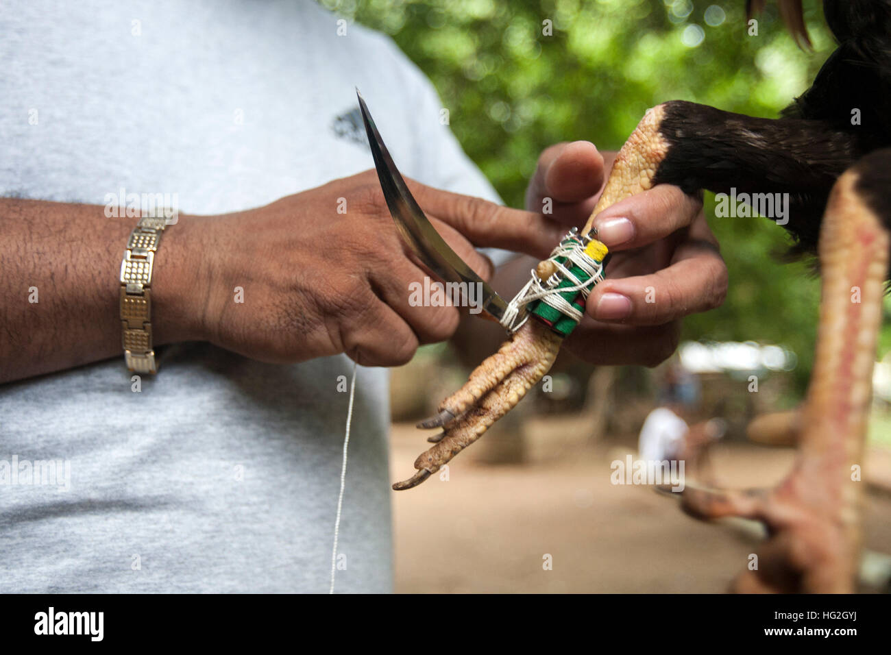 Attaching spur cockfight Boracay Philippines Stock Photo - Alamy