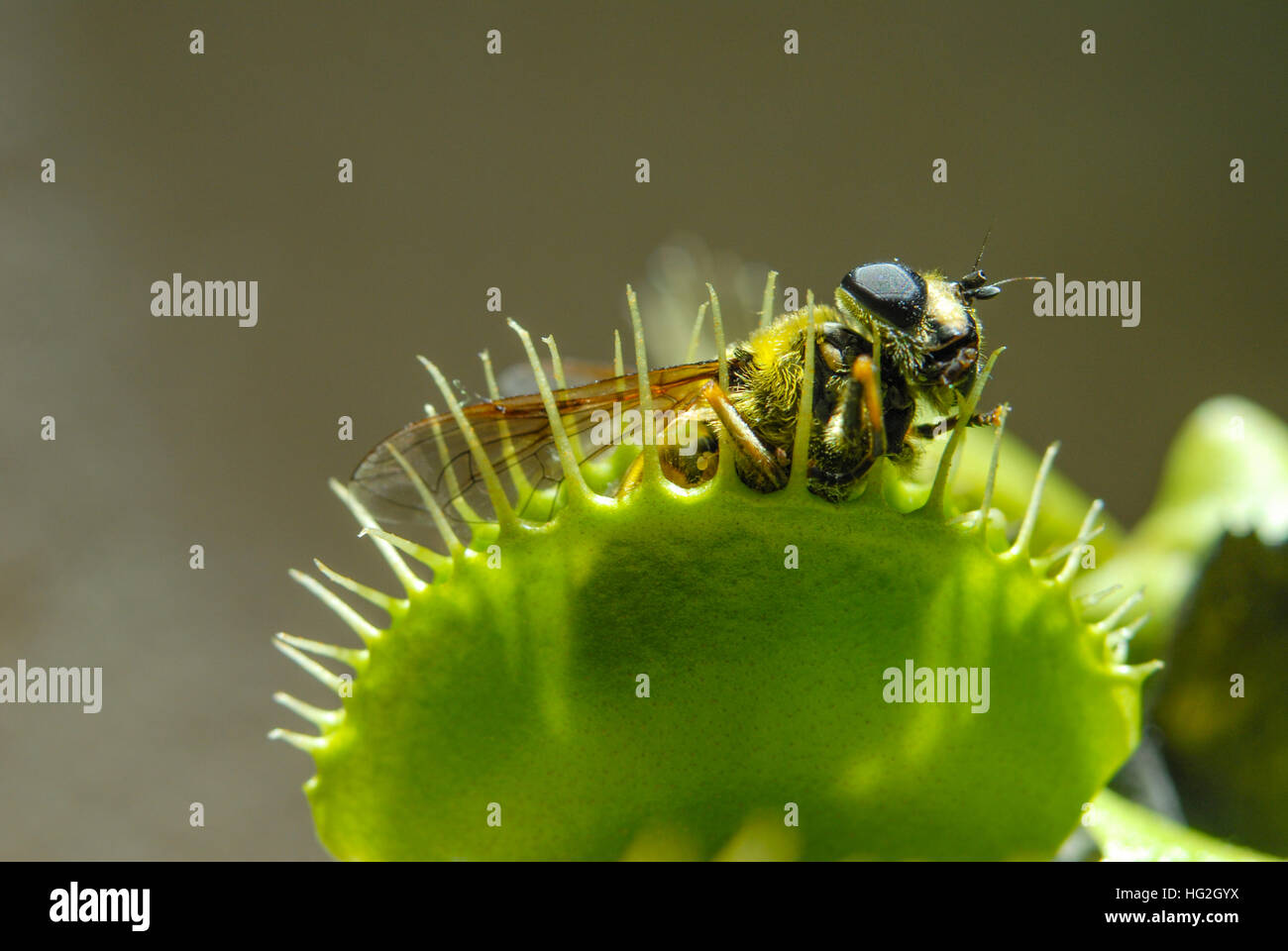 Fly eaten by plant hi-res stock photography and images - Alamy