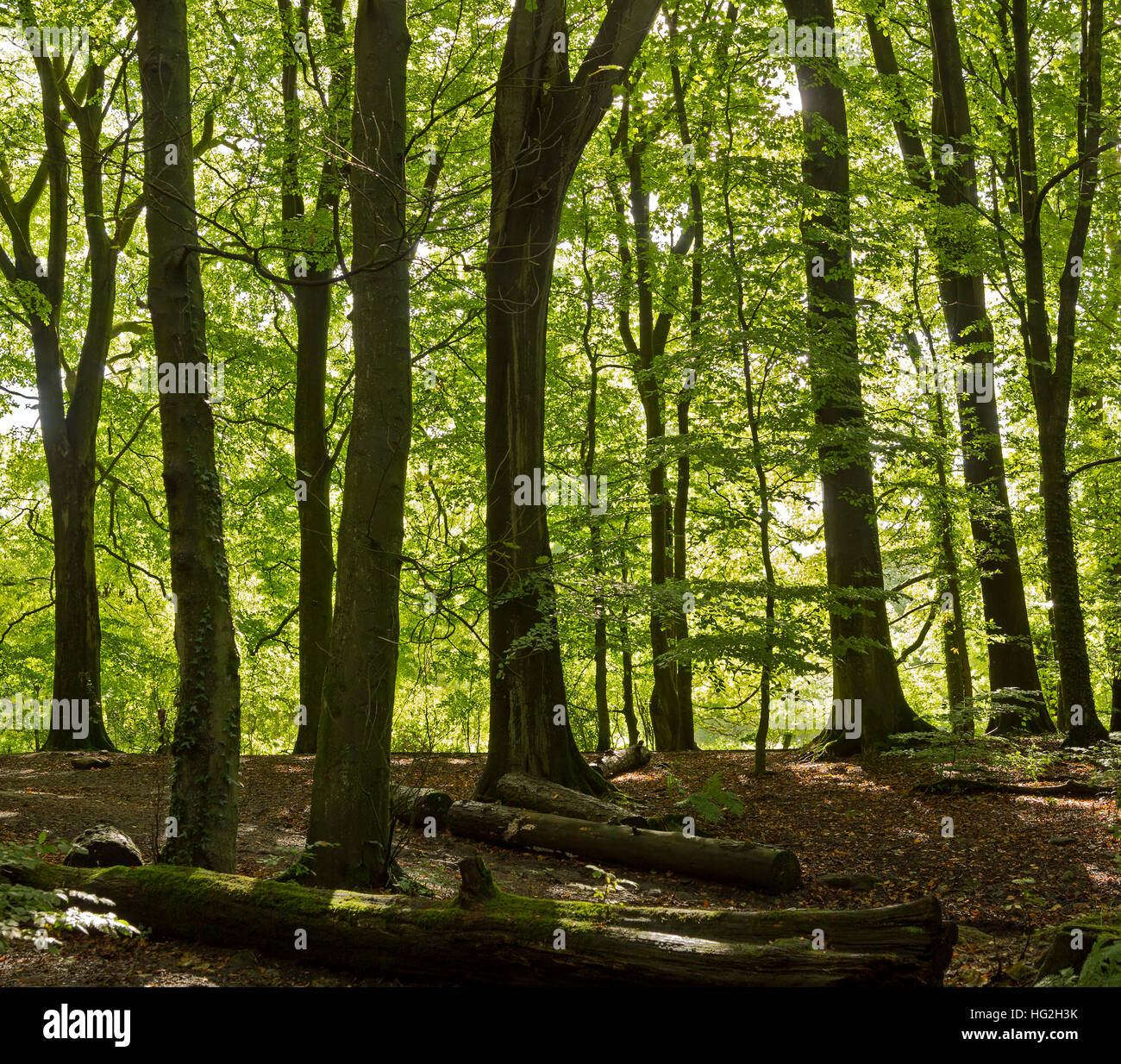 Typical english deciduous woodland Stock Photo - Alamy