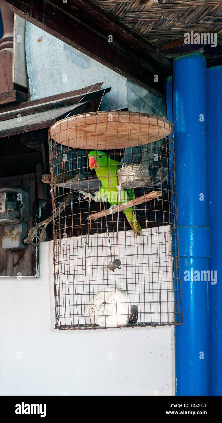 Parrot El Nido Palawan Philippines Stock Photo - Alamy