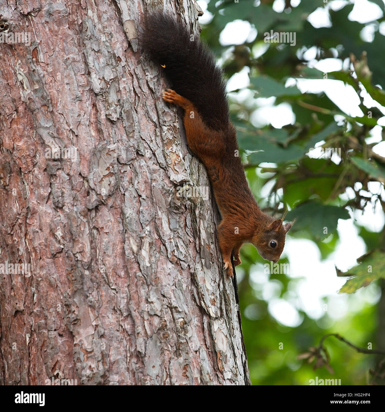 Red squirrel climbing down a tree hi-res stock photography and images ...