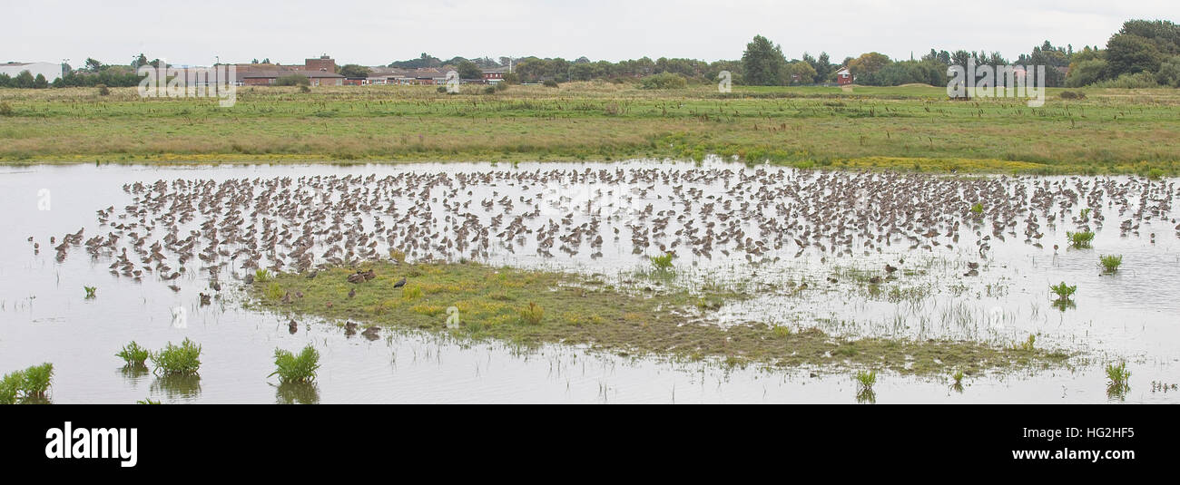 Flock of Black-tailed Godwit (Limosa limosa), RSPB Marshside Reserve ...