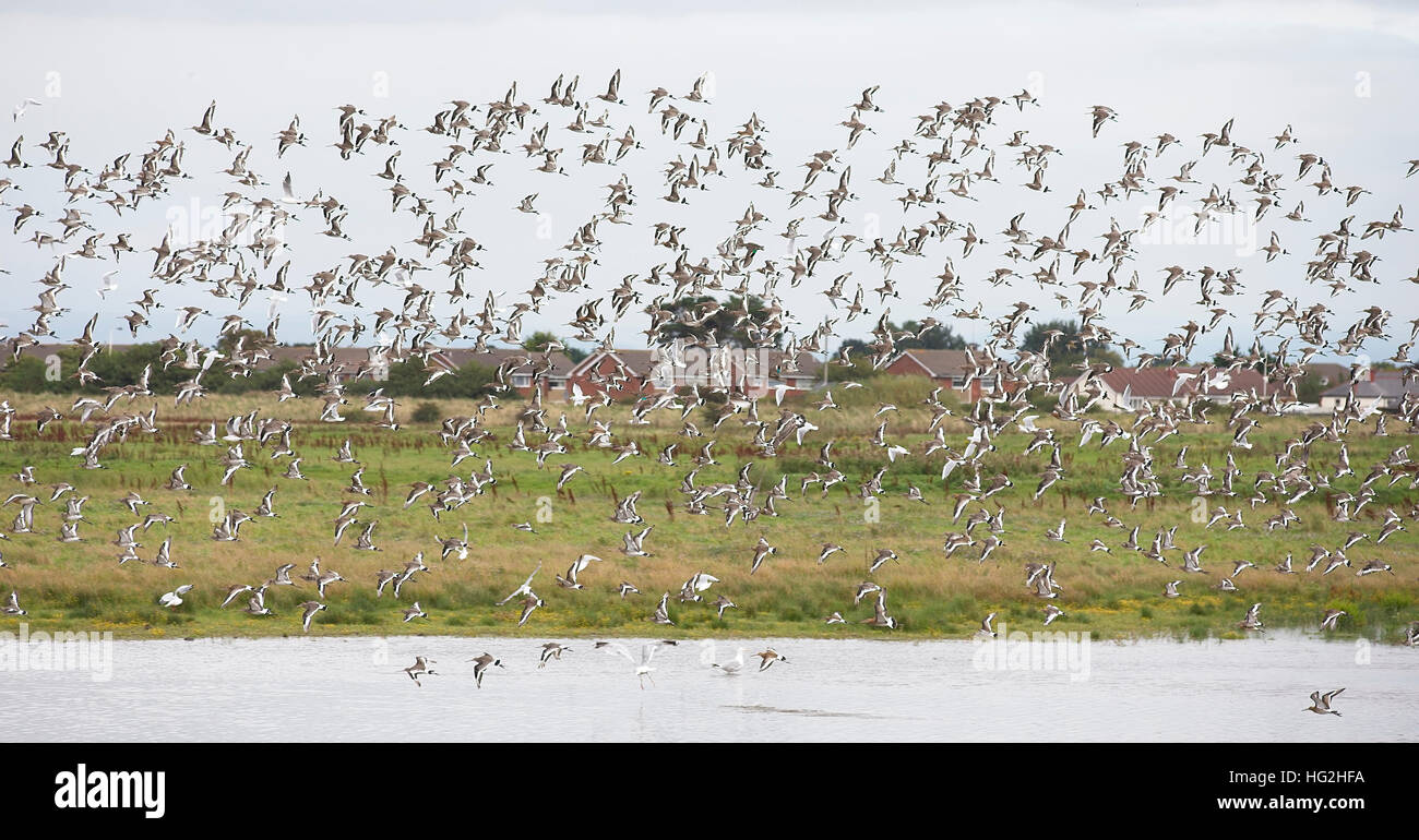 Rspb Marshside Nature Reserve High Resolution Stock Photography and ...
