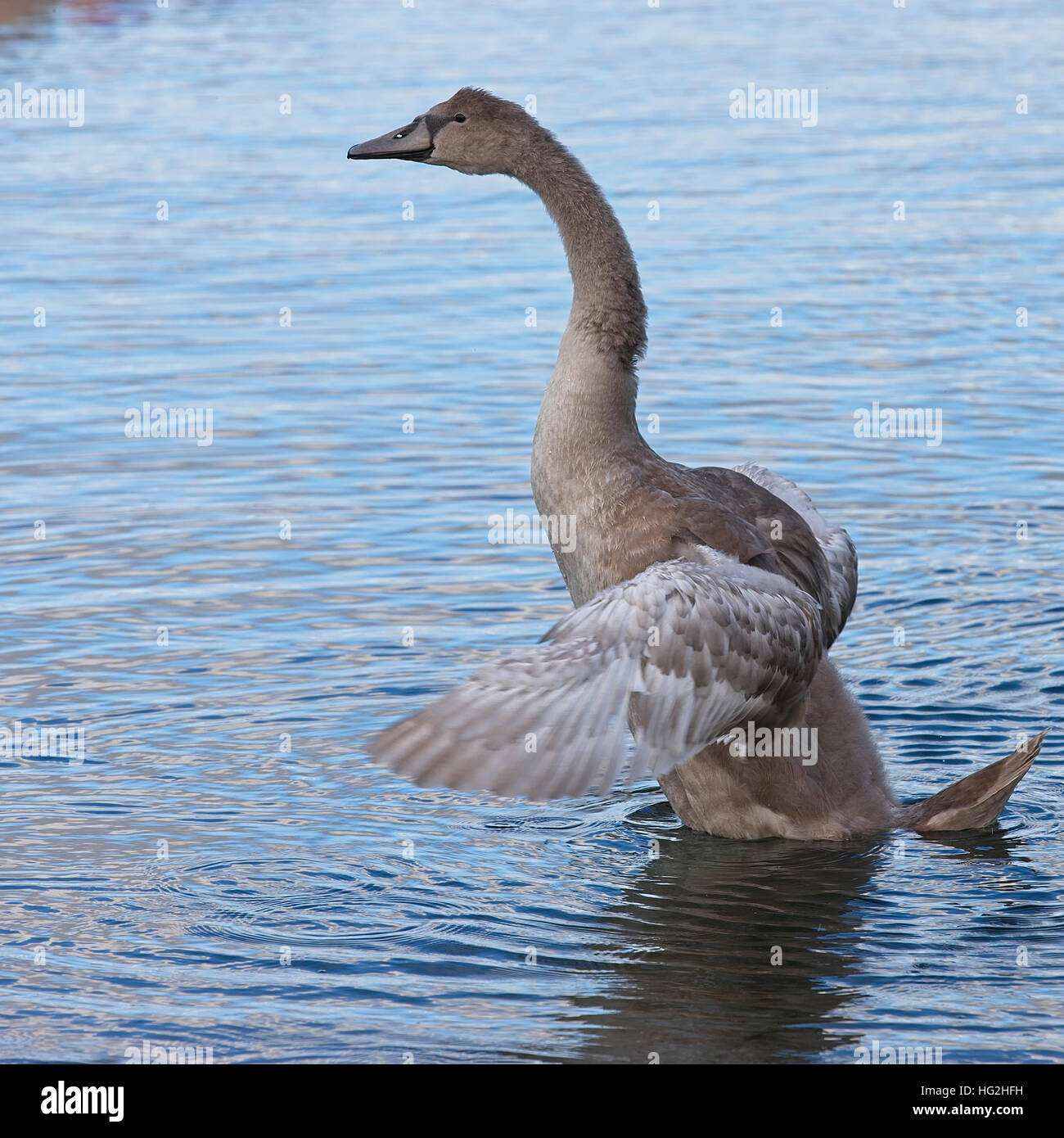 Mute Swan cygnet (Cygnus olor), stretching it's wings, Marine Lake ...