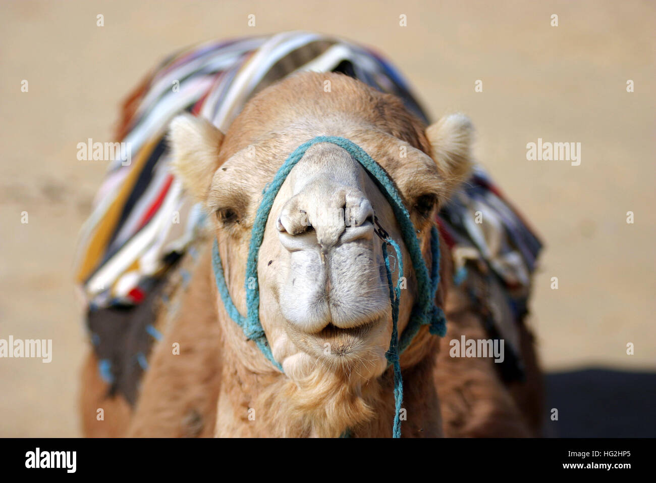 Close up of a camels eye hi-res stock photography and images - Alamy