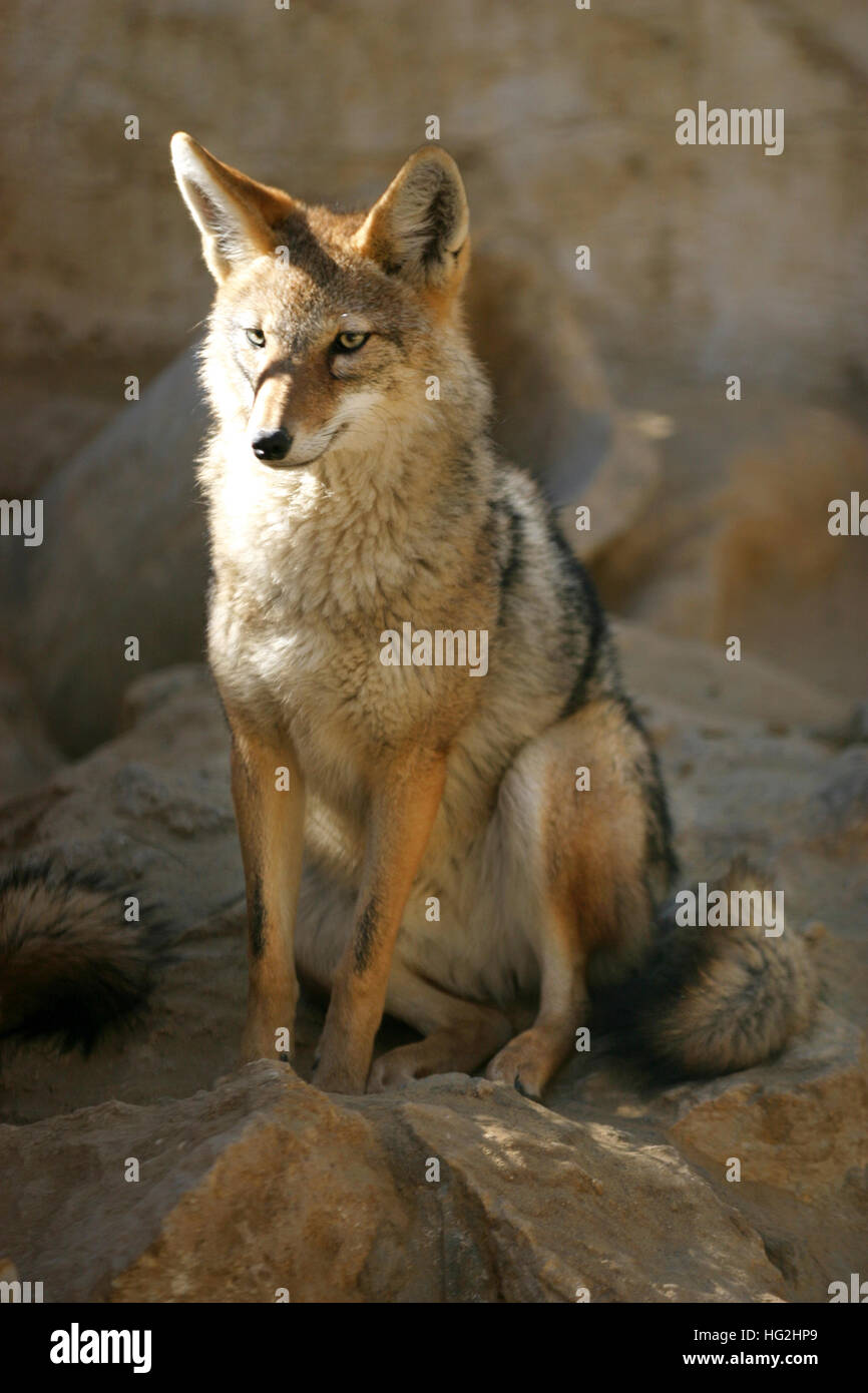 Desert fox sitting on the rocks natural environment Stock Photo - Alamy