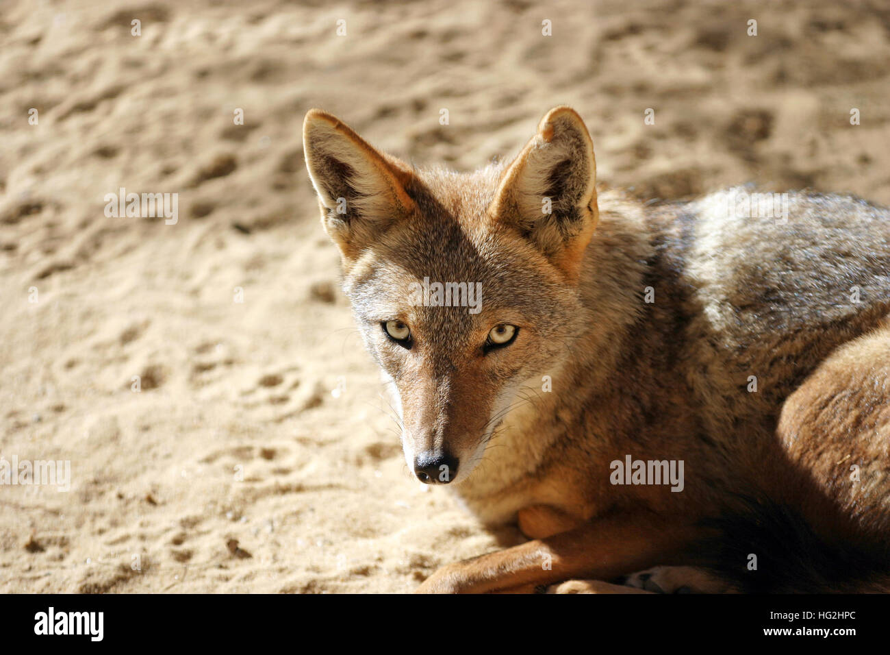 Hunt in the sahara desert hi-res stock photography and images - Alamy