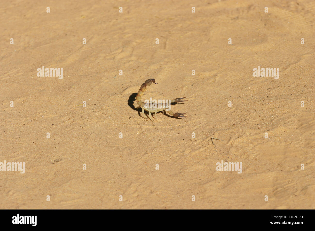 Scorpion crawling in the sand somewhere in the Sahara Stock Photo - Alamy