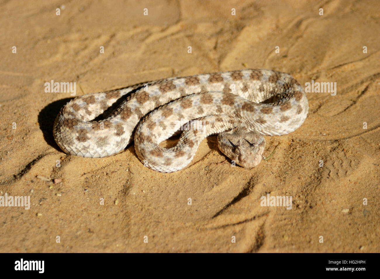 Snakes of the sahara hi-res stock photography and images - Alamy