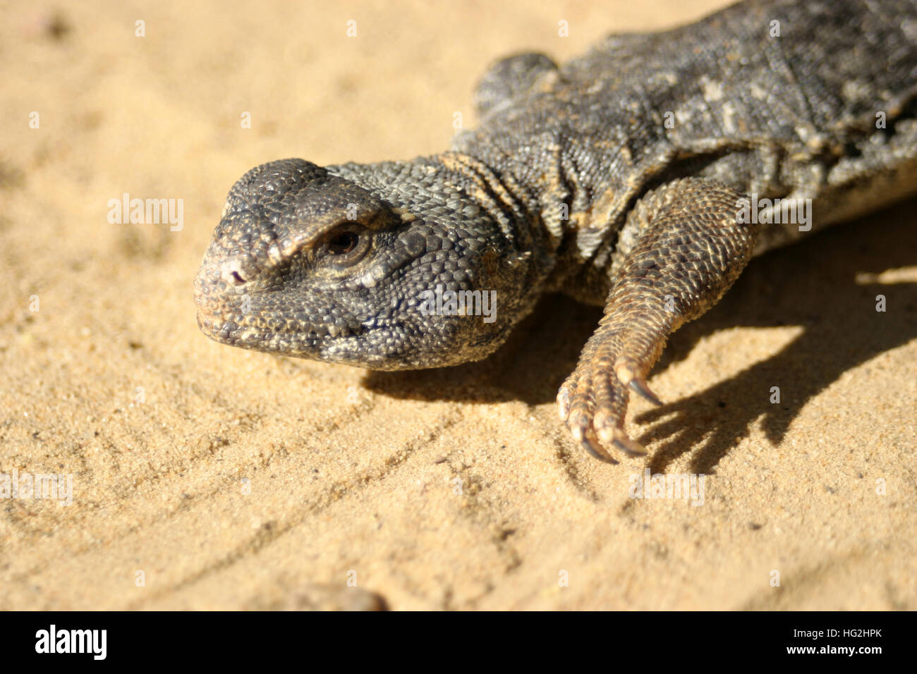 One of the most successful life form of the Earth is reptile. Reptiles ...