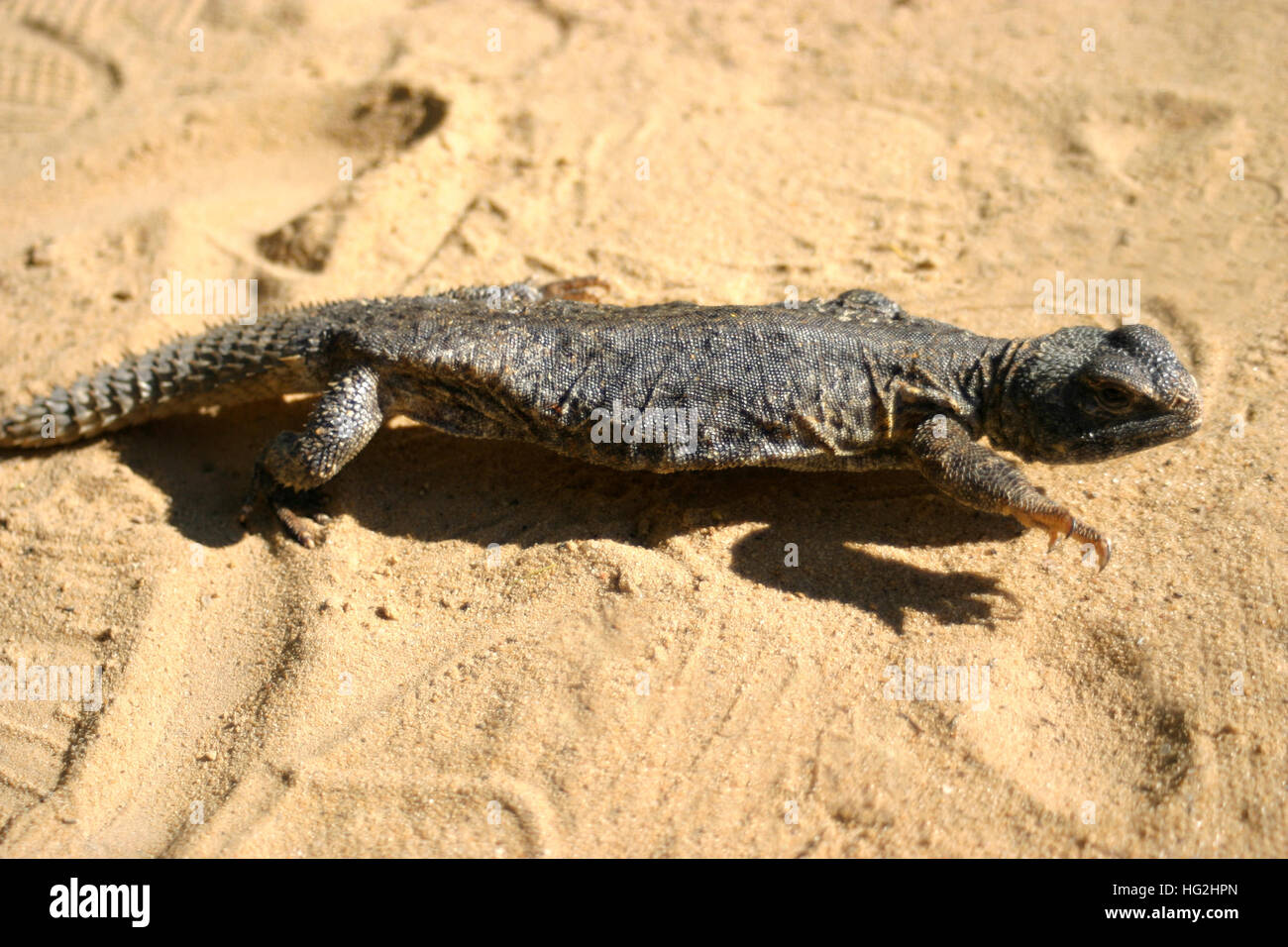 Close up of a saharan lizard reptile Stock Photo - Alamy