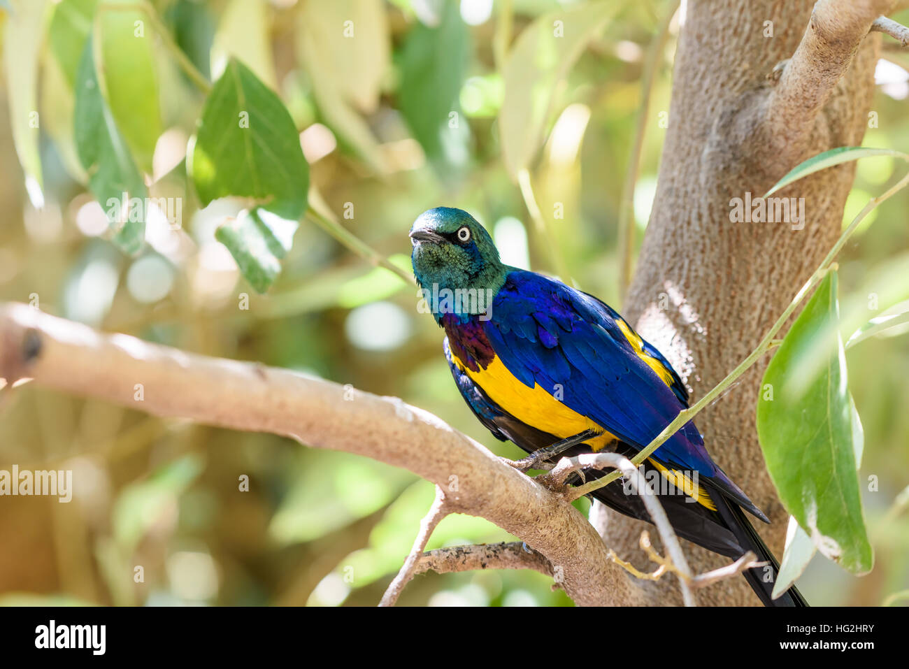 Golden breasted starling hi-res stock photography and images - Alamy