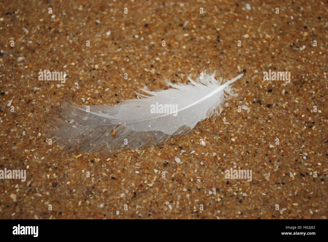 English Bird Feather High Resolution Stock Photography and Images - Alamy