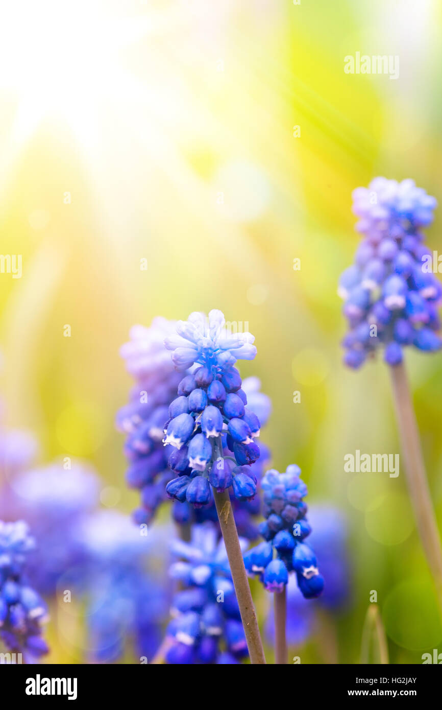 beautiful spring flowers background Stock Photo - Alamy