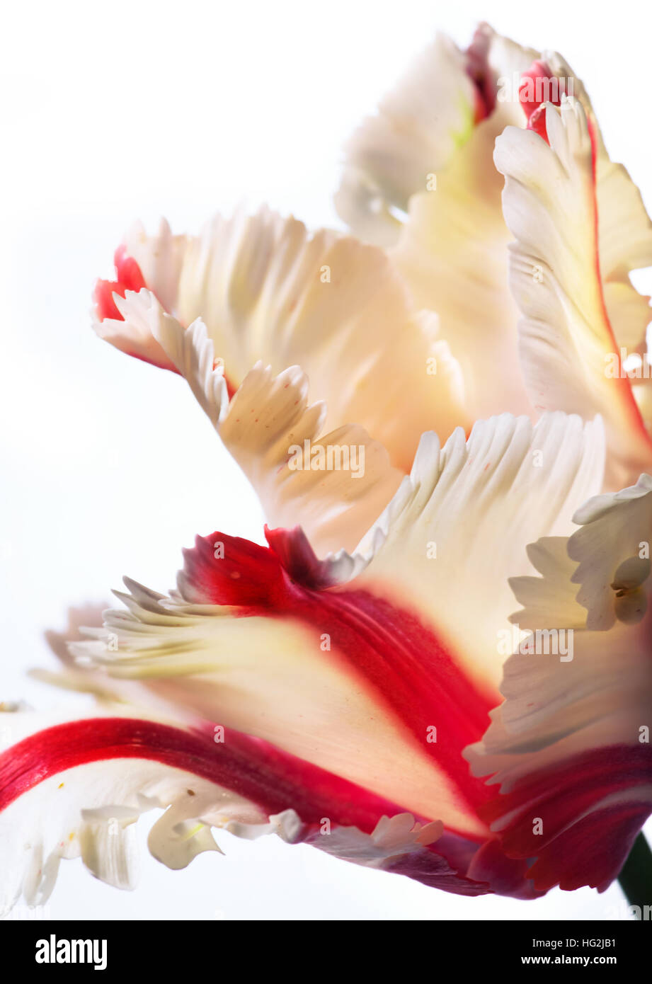 beautiful spring flowers isolated on white background Stock Photo - Alamy