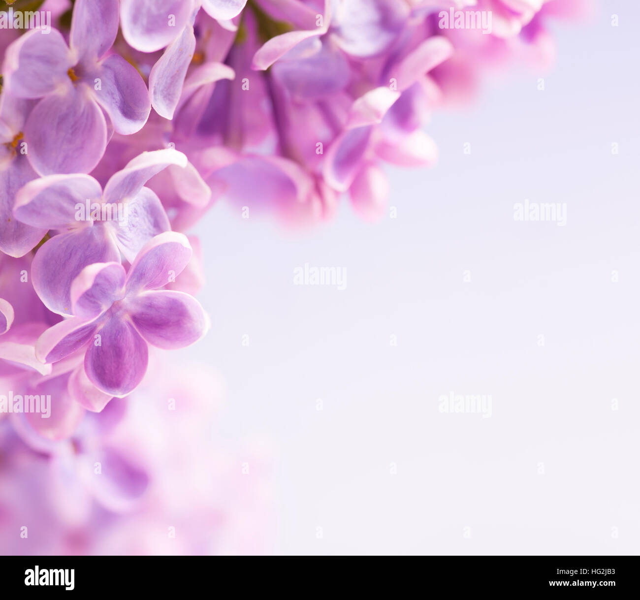 lilac flowers background Stock Photo - Alamy