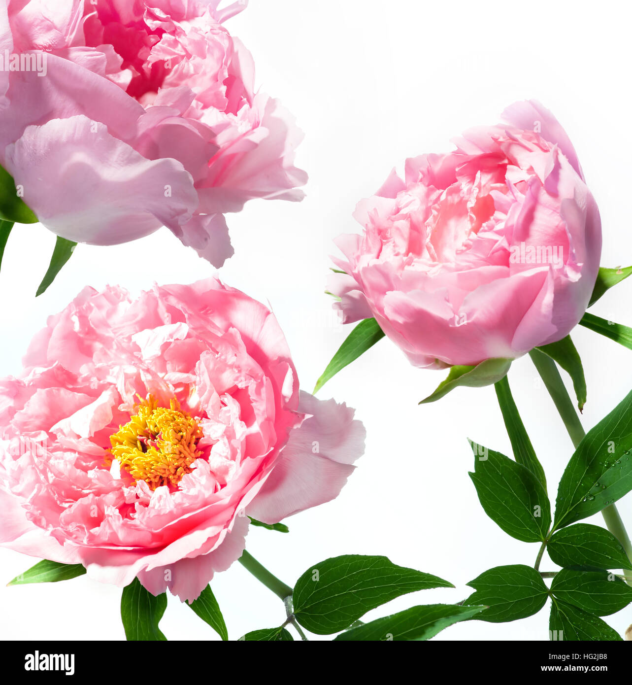 beautiful spring flowers isolated on white background Stock Photo - Alamy