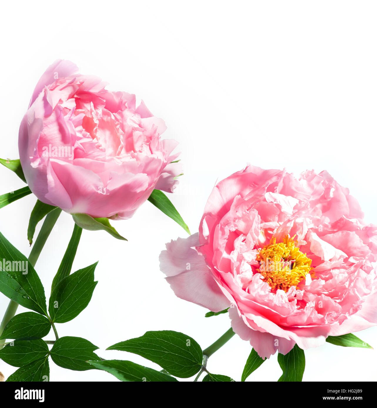 beautiful spring flowers isolated on white background Stock Photo - Alamy