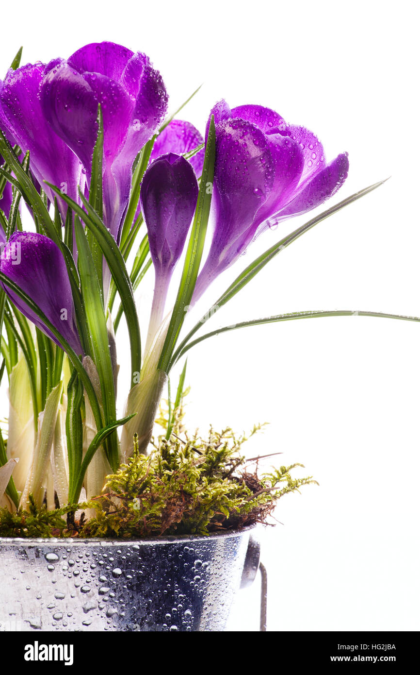 Beautiful spring flowers in bucket isolated on white background Stock ...