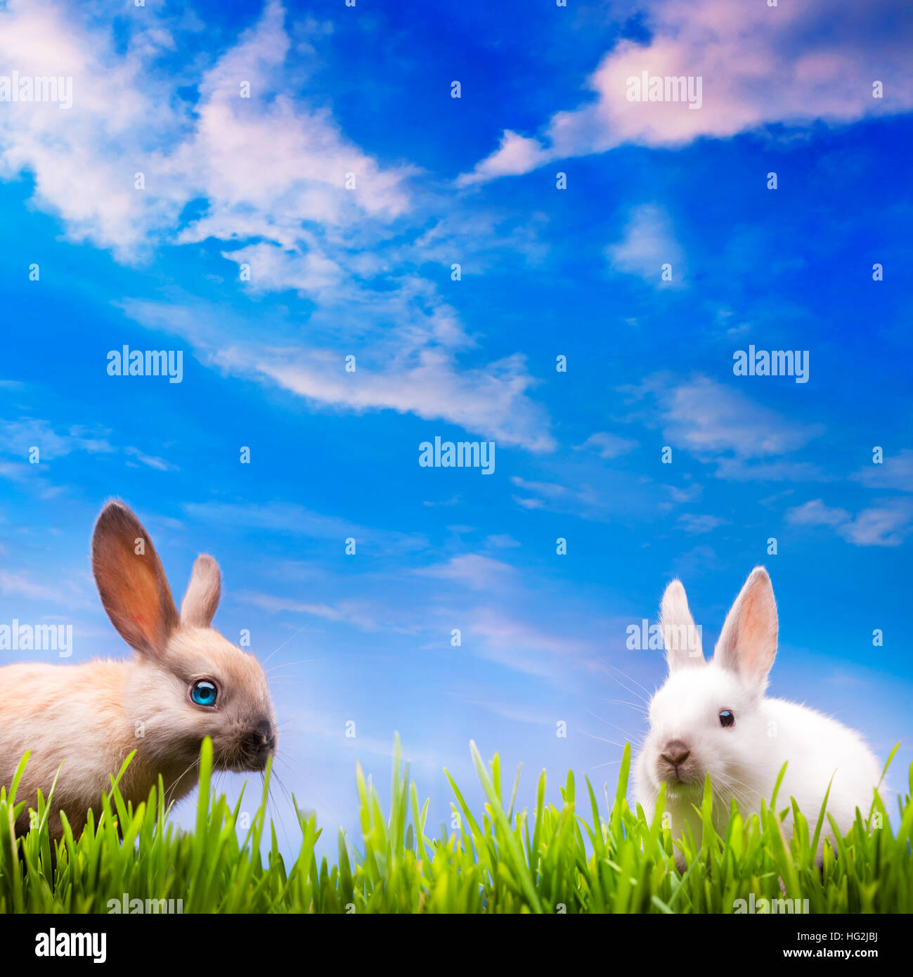Two baby rabbits field hi-res stock photography and images - Alamy