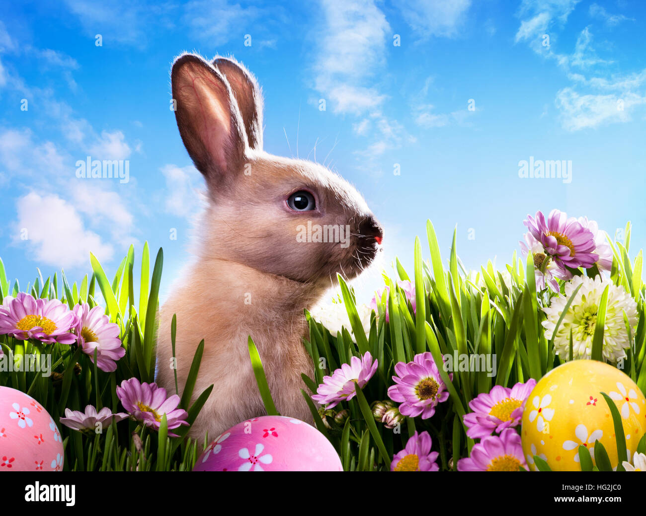 Baby easter bunny hi-res stock photography and images - Alamy