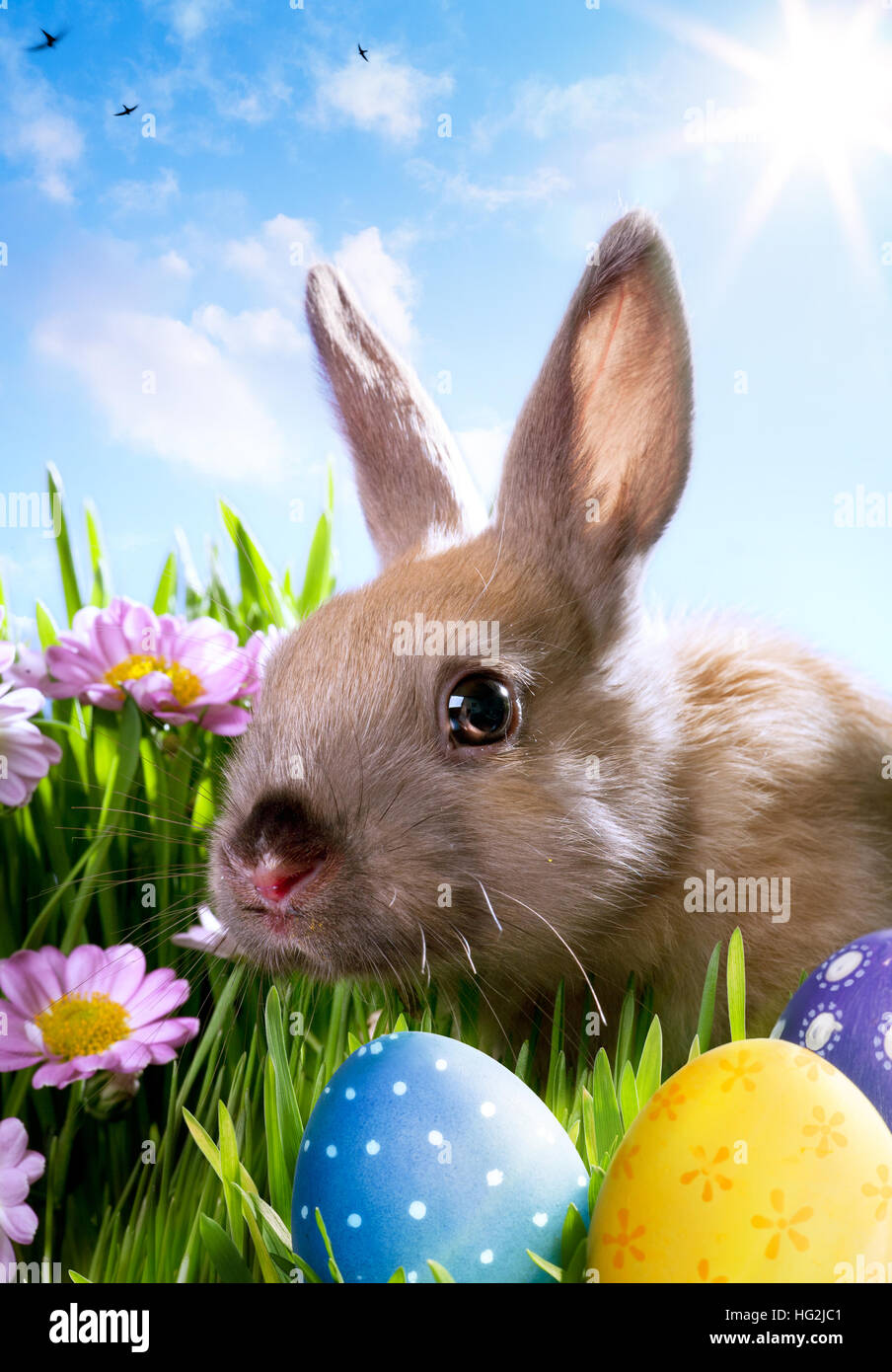 easter Baby rabbit and easter eggs Stock Photo - Alamy