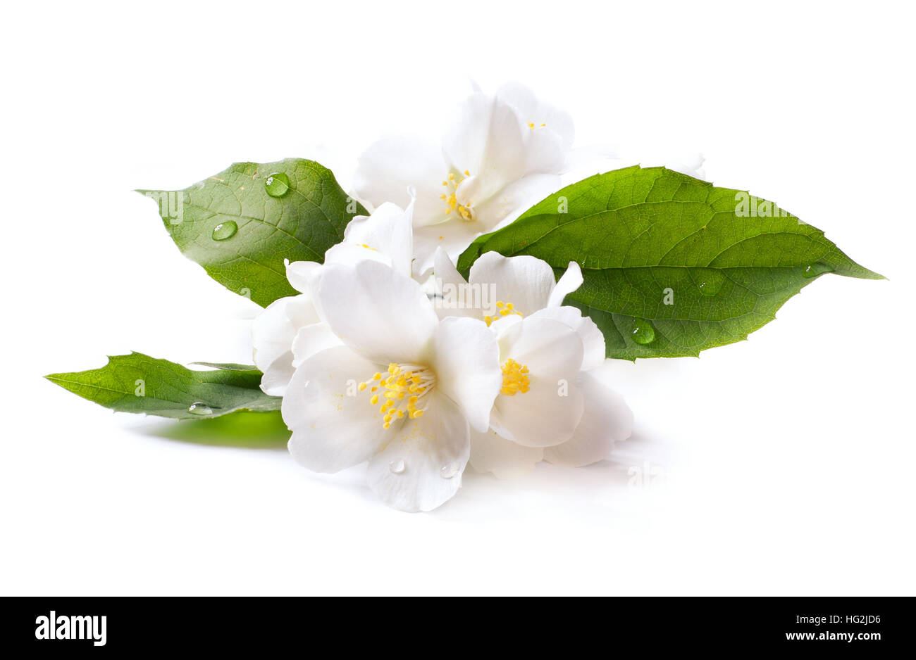 May june flora Cut Out Stock Images & Pictures - Alamy