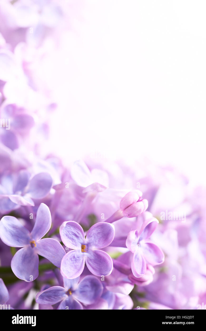 Spring flowers abstract background Stock Photo - Alamy