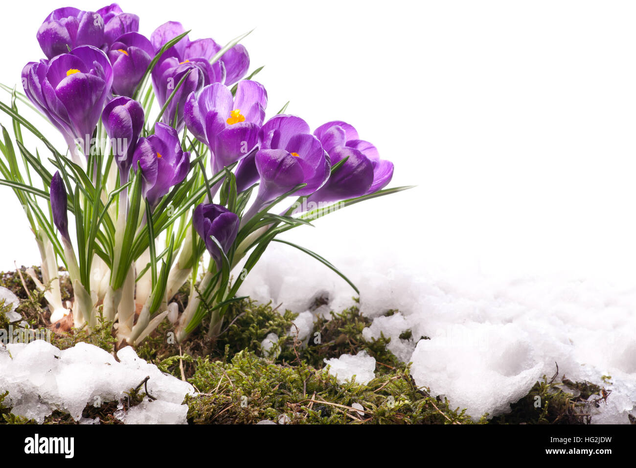 art Beautiful Spring Flowers Stock Photo - Alamy