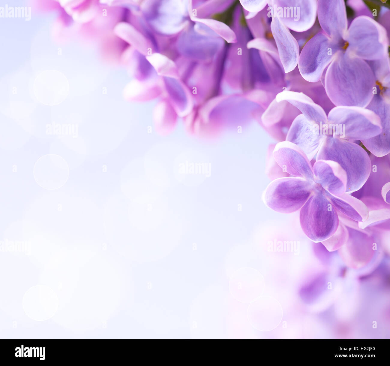 lilac flowers background Stock Photo - Alamy