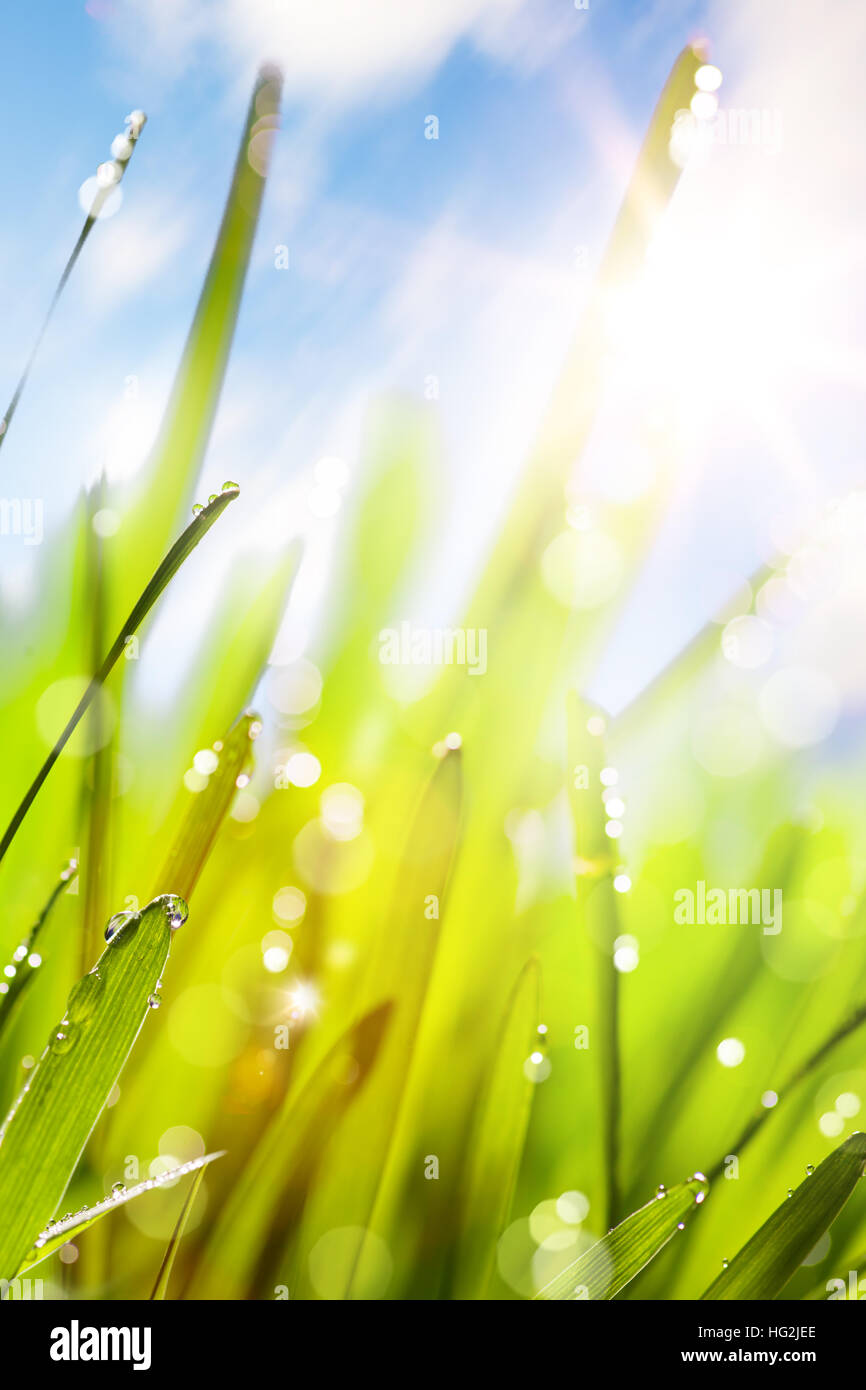 Spring or summer abstract nature background with grass and blue sky ...
