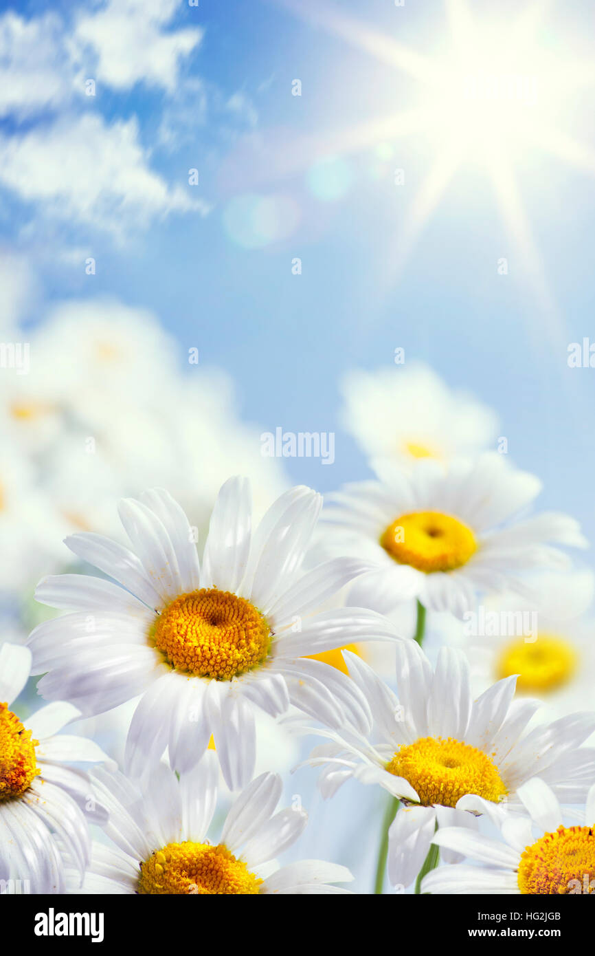 floral spring and summer background Stock Photo - Alamy