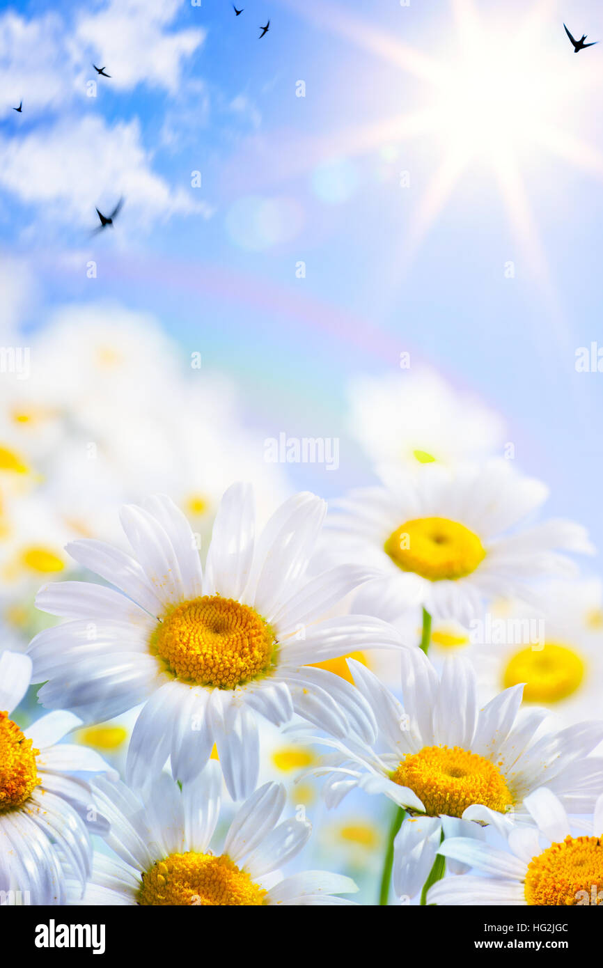 floral spring and summer background Stock Photo - Alamy
