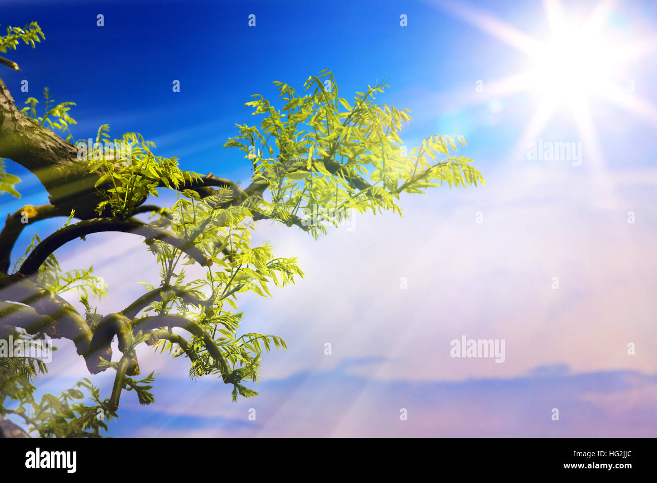 natural spring background with tree branch and sun Stock Photo - Alamy