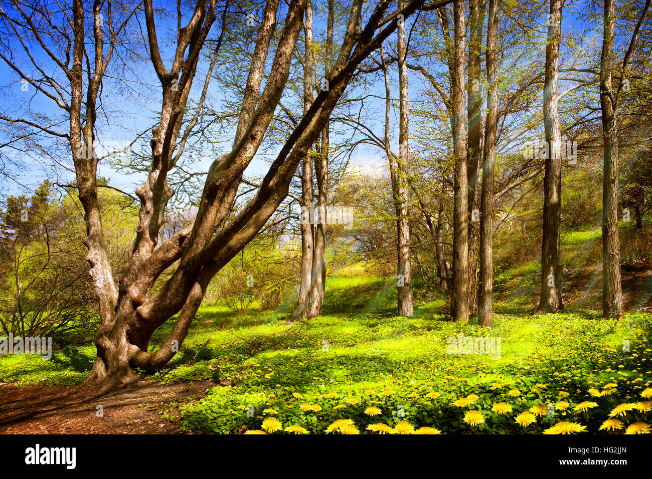 path into a blooming forest in spring Stock Photo - Alamy