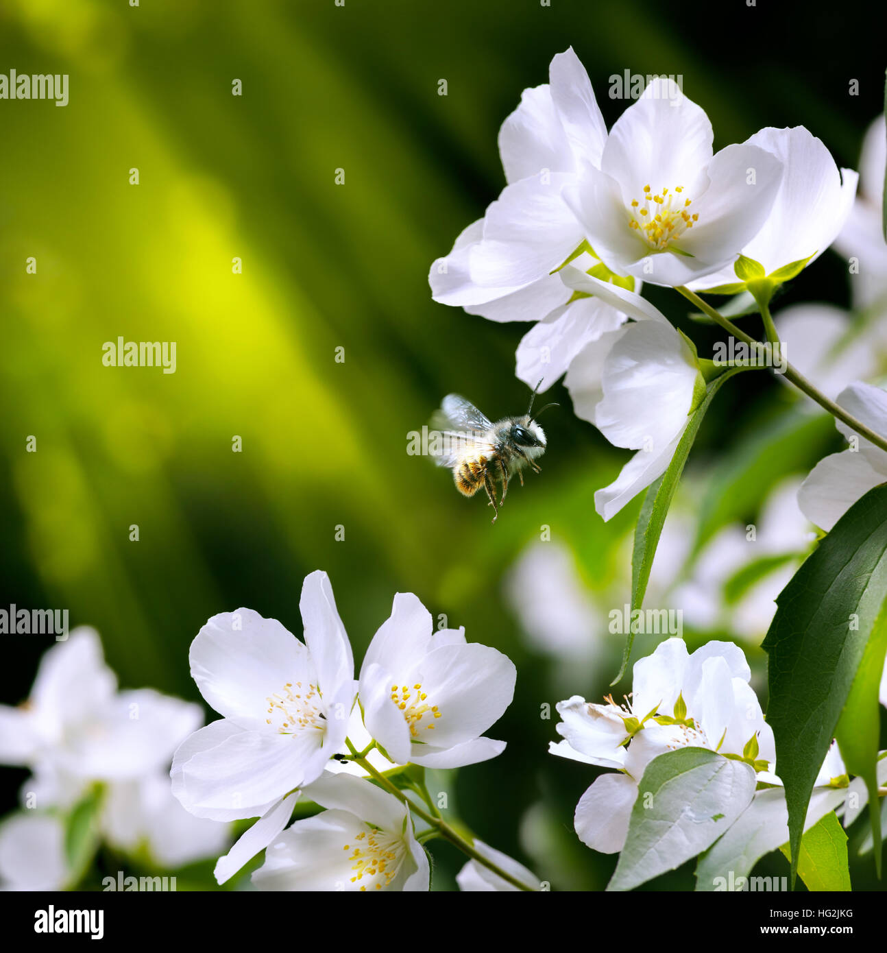 spring flowers background with flying bee Stock Photo - Alamy