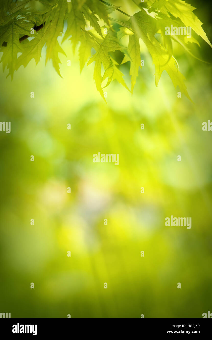 abstract spring green background Stock Photo - Alamy